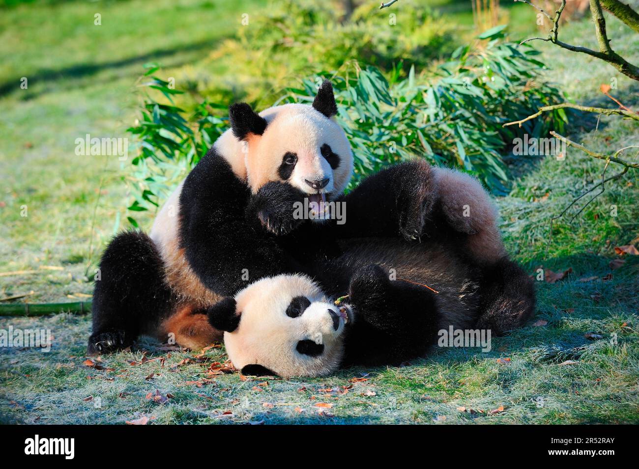 Giant Pandas (Ailuropoda melanoleuca), pair Stock Photo - Alamy