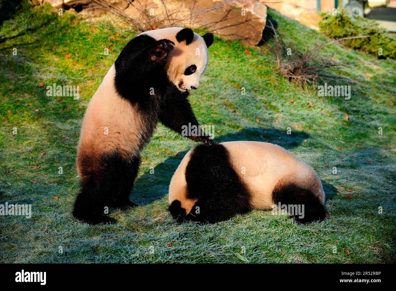 Giant panda ailuropoda melanoleuca pair hi-res stock photography and ...