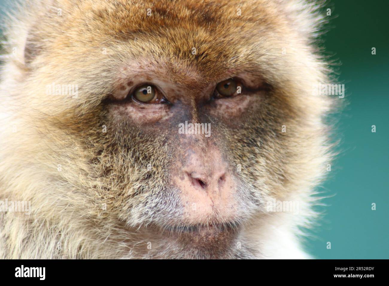 Portrait of a Barbary monkey: This looks interested in the camera and ...