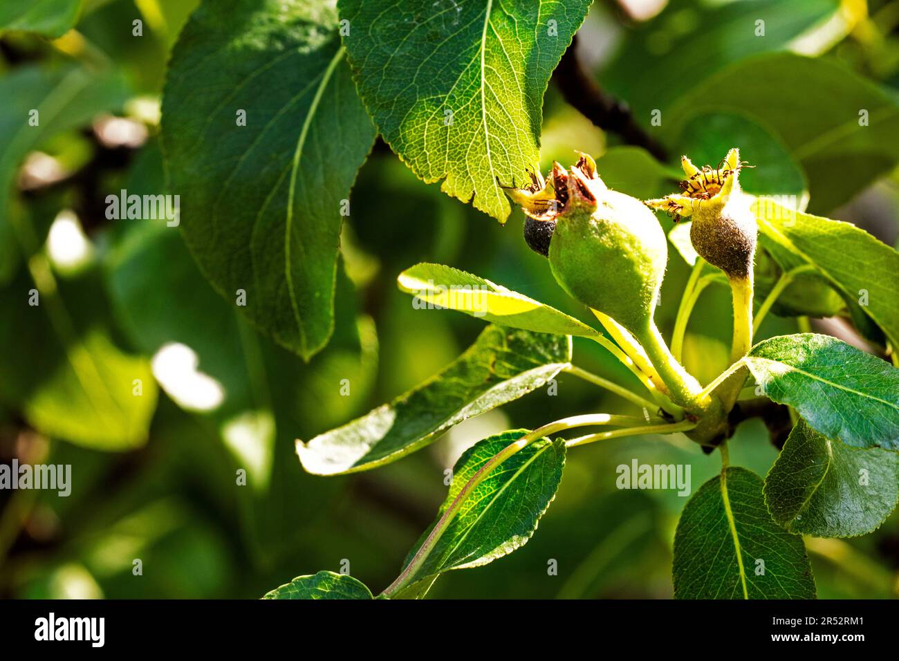 growing pear fruits on the tree. Pests and diseases of fruit trees ...