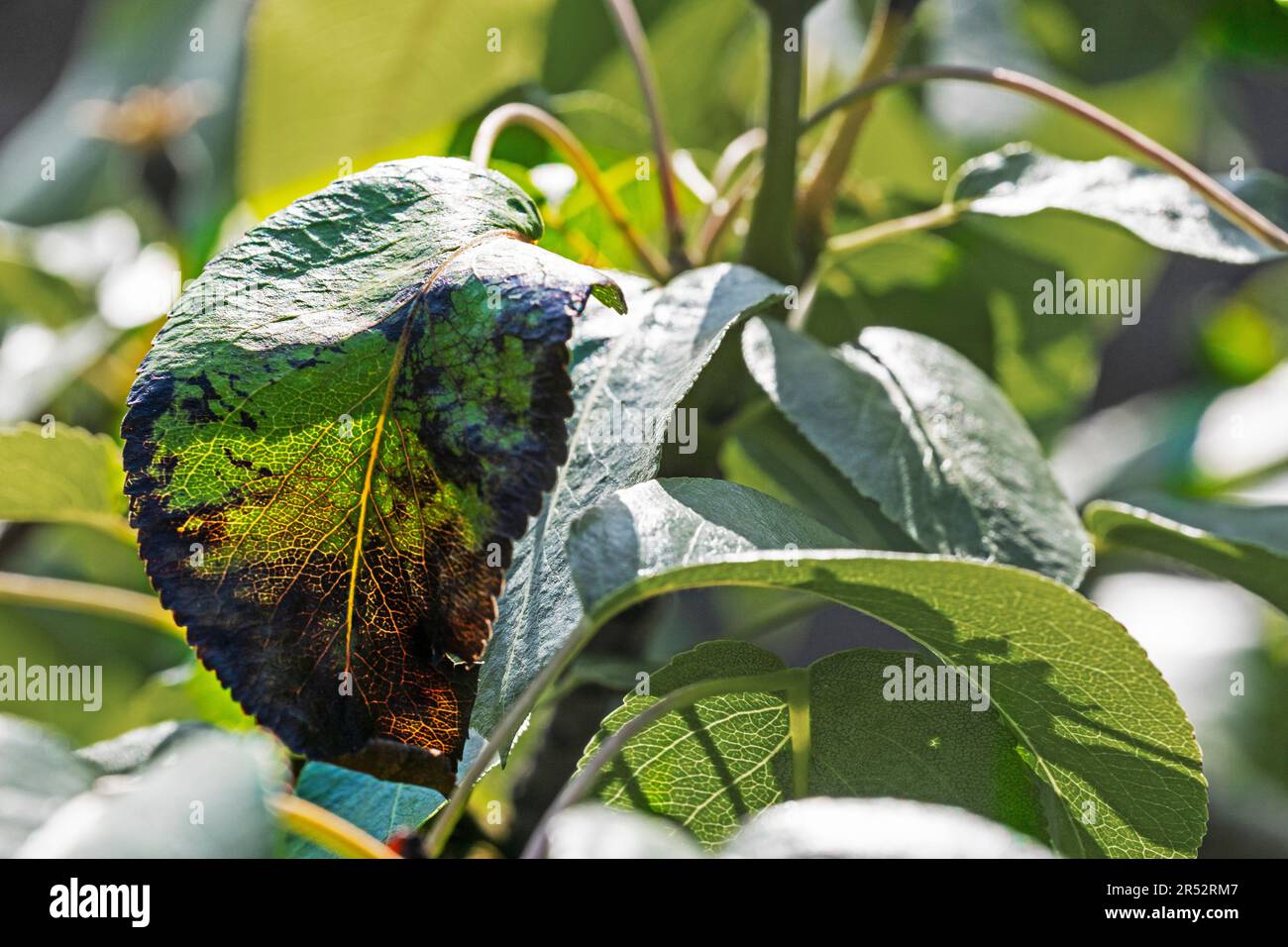 diseased pear leaves on the tree. garden pests and diseases Stock Photo ...