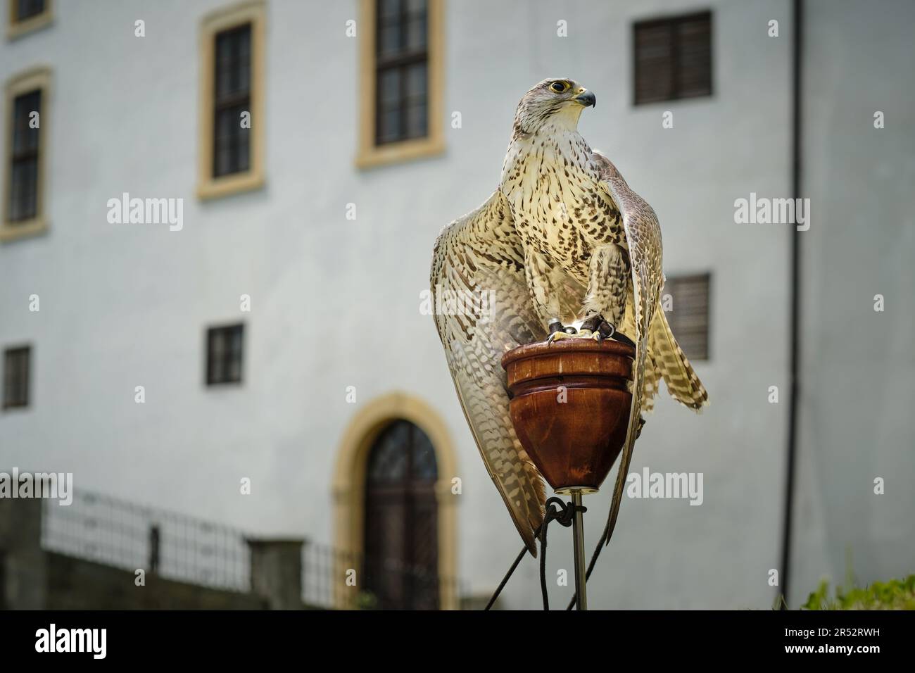 Trained tamed large captive saker falcon (falco cherrug) bird exhibited ...