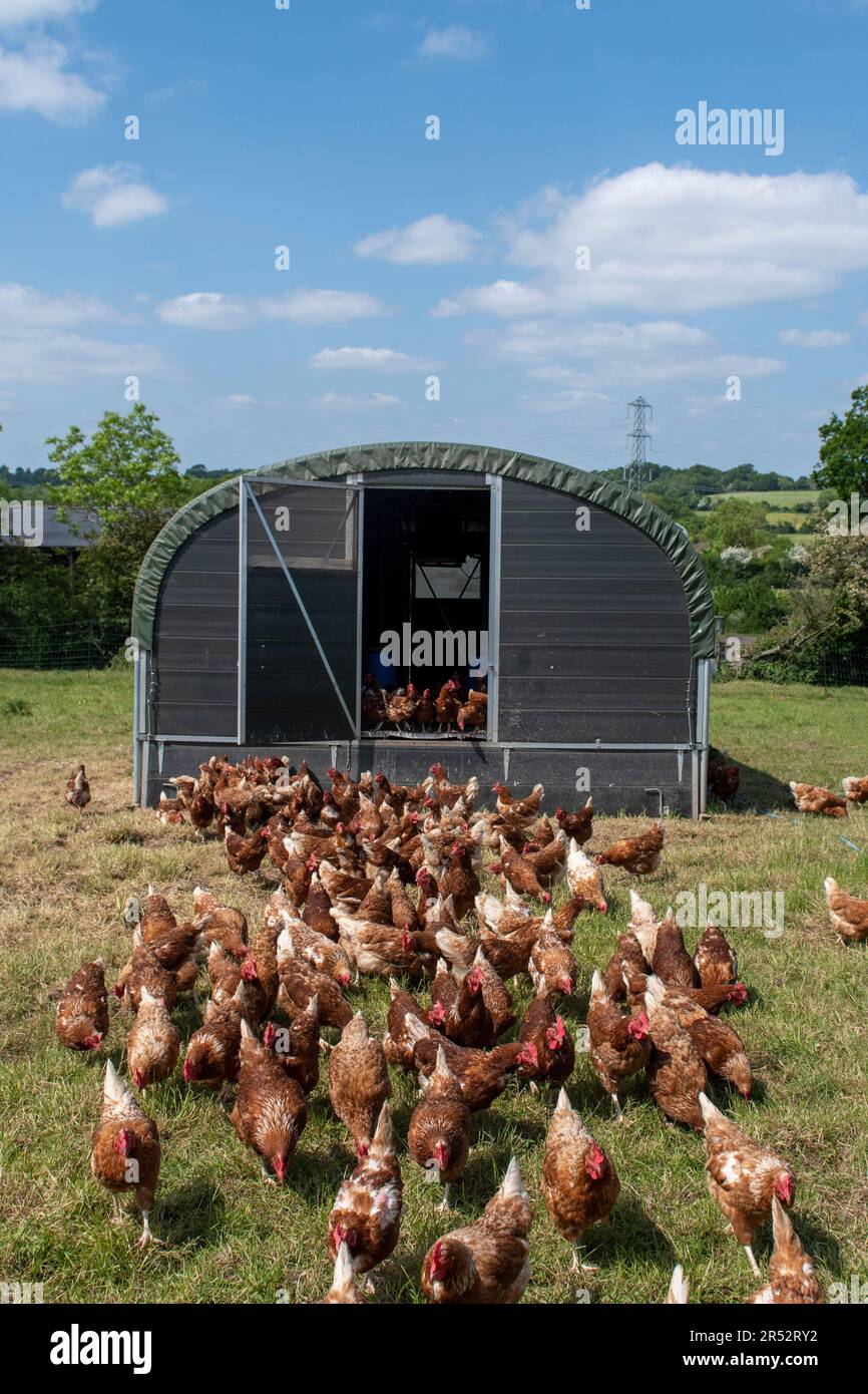 Ducks Hill Farm is a free range egg farm in Northwood near London ...