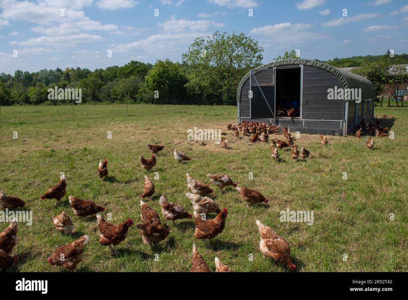 Ducks Hill Farm is a free range egg farm in Northwood near London ...