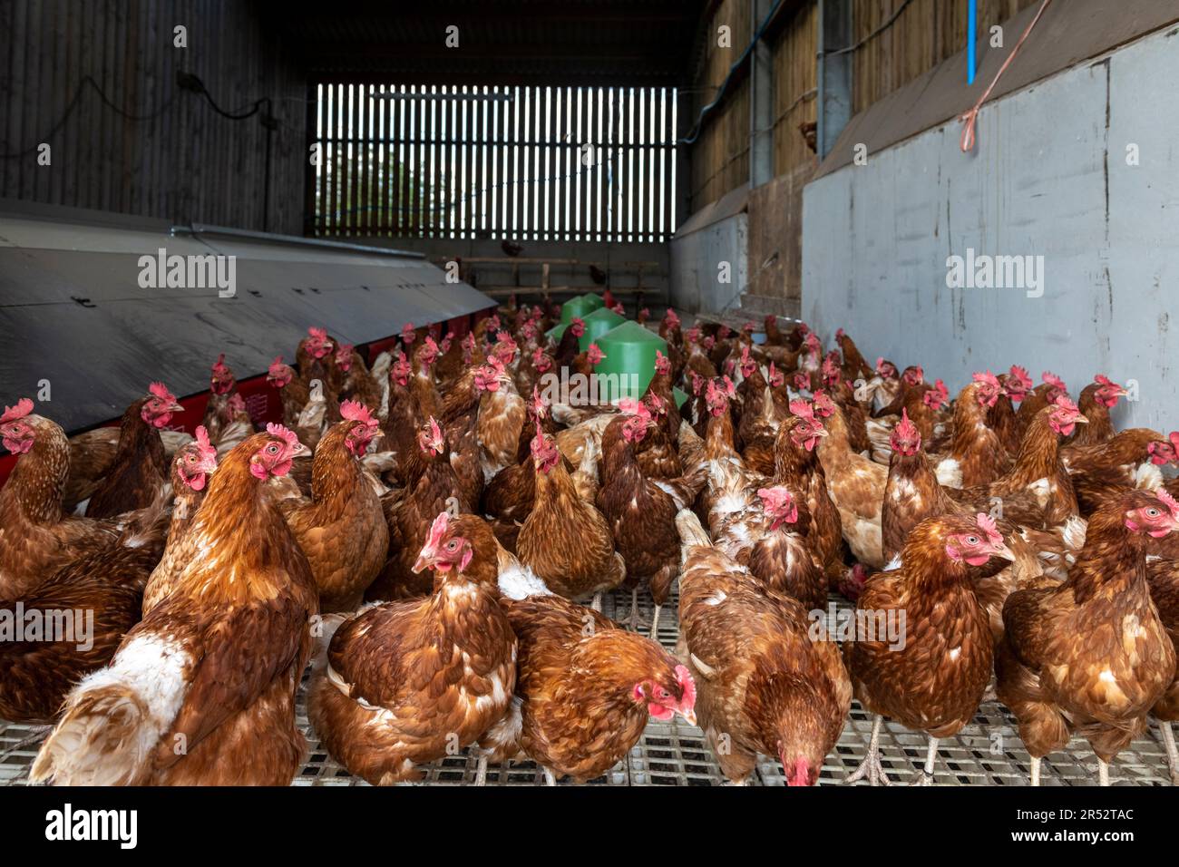 Ducks Hill Farm is a free range egg farm in Northwood near London ...