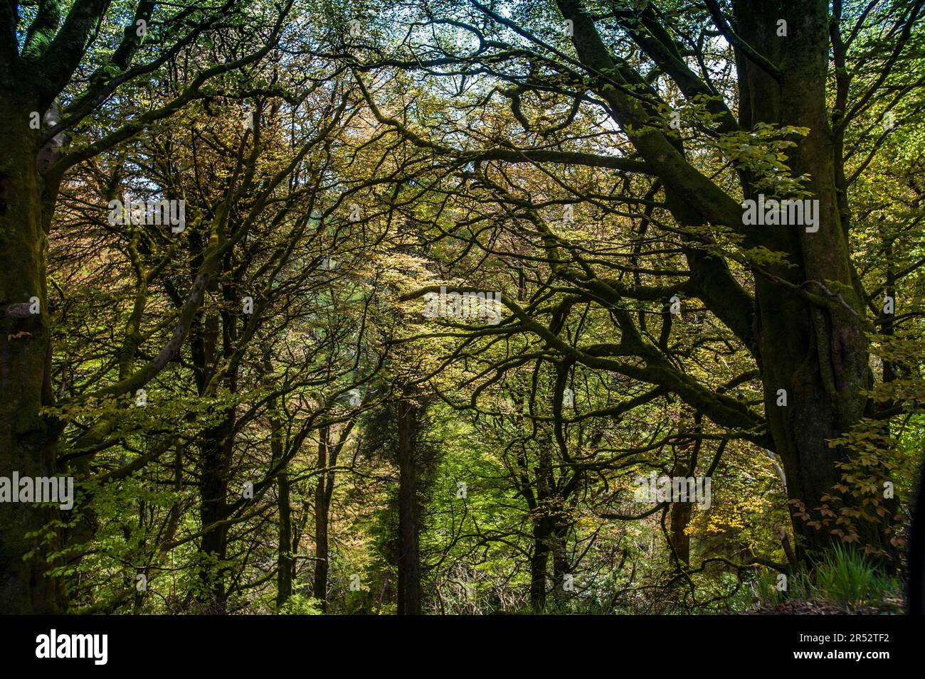 Glenariff Forest Park, County Antrim, Northern Ireland Stock Photo - Alamy