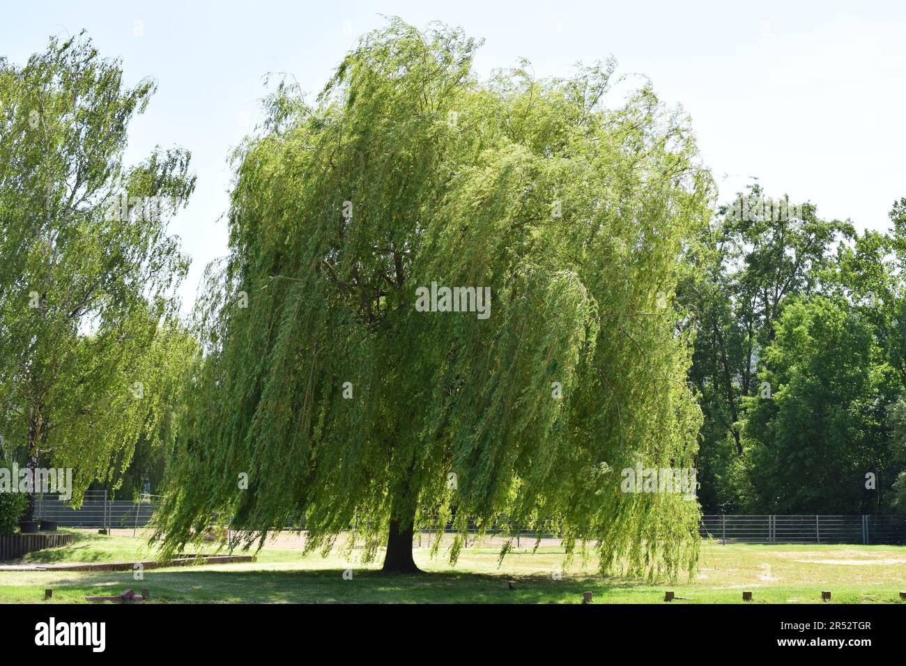 Big Park Tree Stock Photo - Alamy