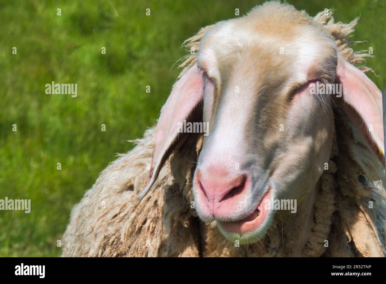 Tired sheep in the sun, which it seems to be enjoying on the dike in ...