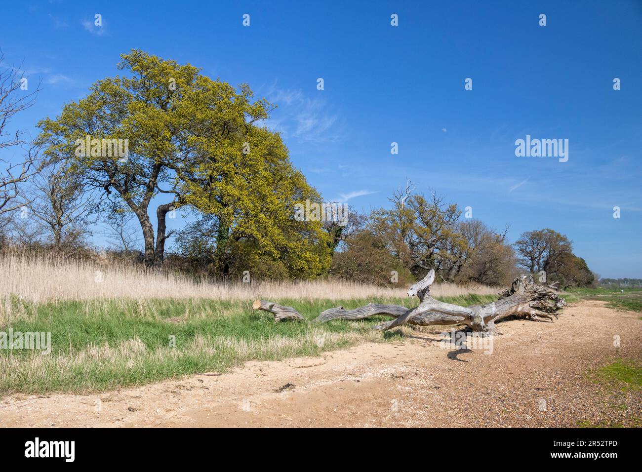 Dead trees on the beach at Levington, Suffolk, England, United Kingdom ...