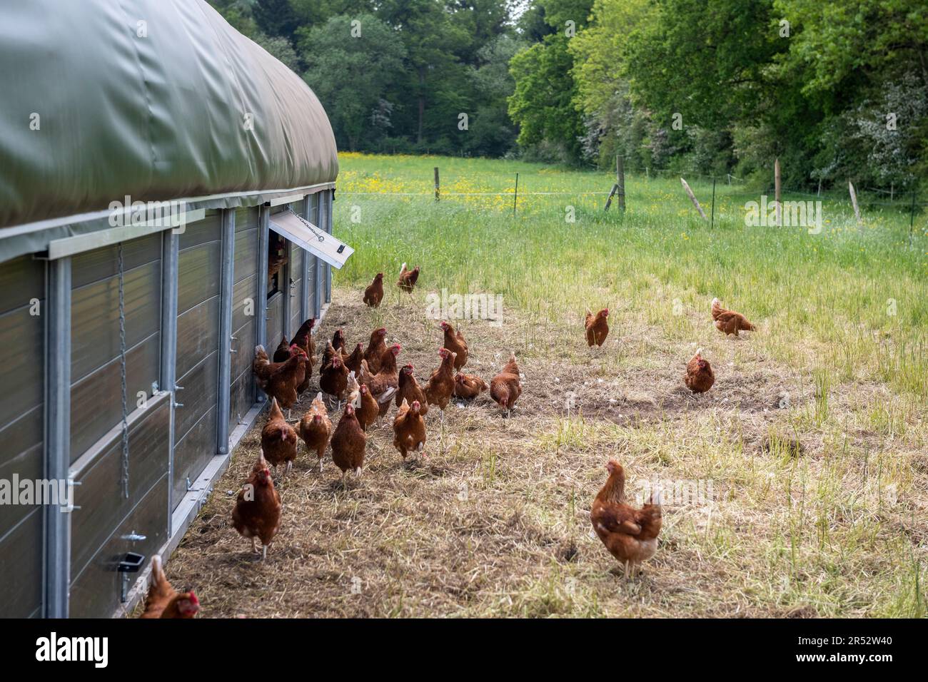 Ducks Hill Farm is a free range egg farm in Northwood near London ...