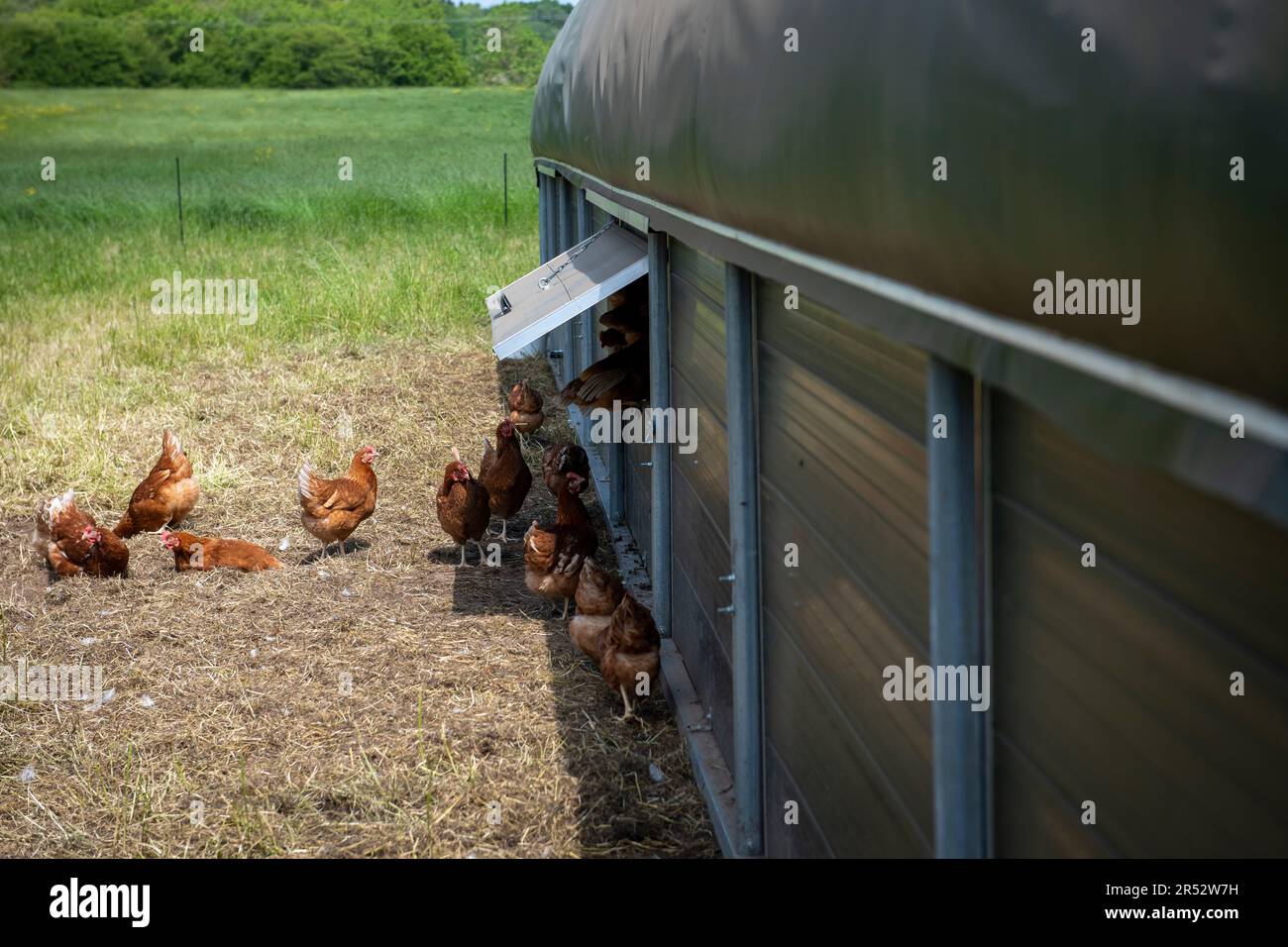 Ducks Hill Farm is a free range egg farm in Northwood near London ...