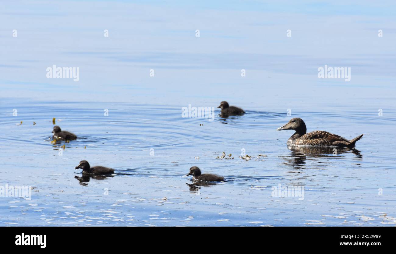 Eider duck Somateria mollissima female swimming with chicken Stock ...