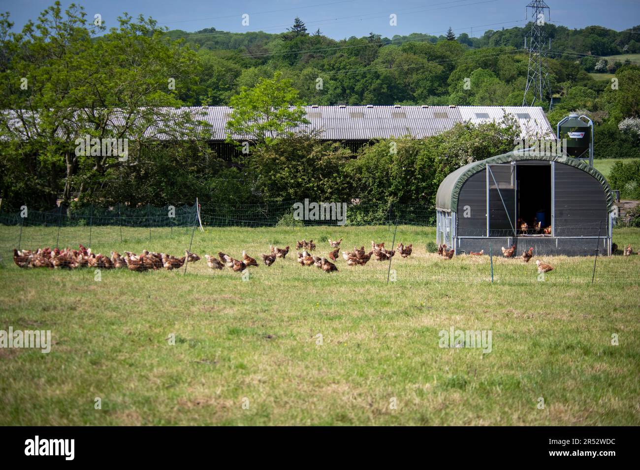 Ducks Hill Farm is a free range egg farm in Northwood near London ...