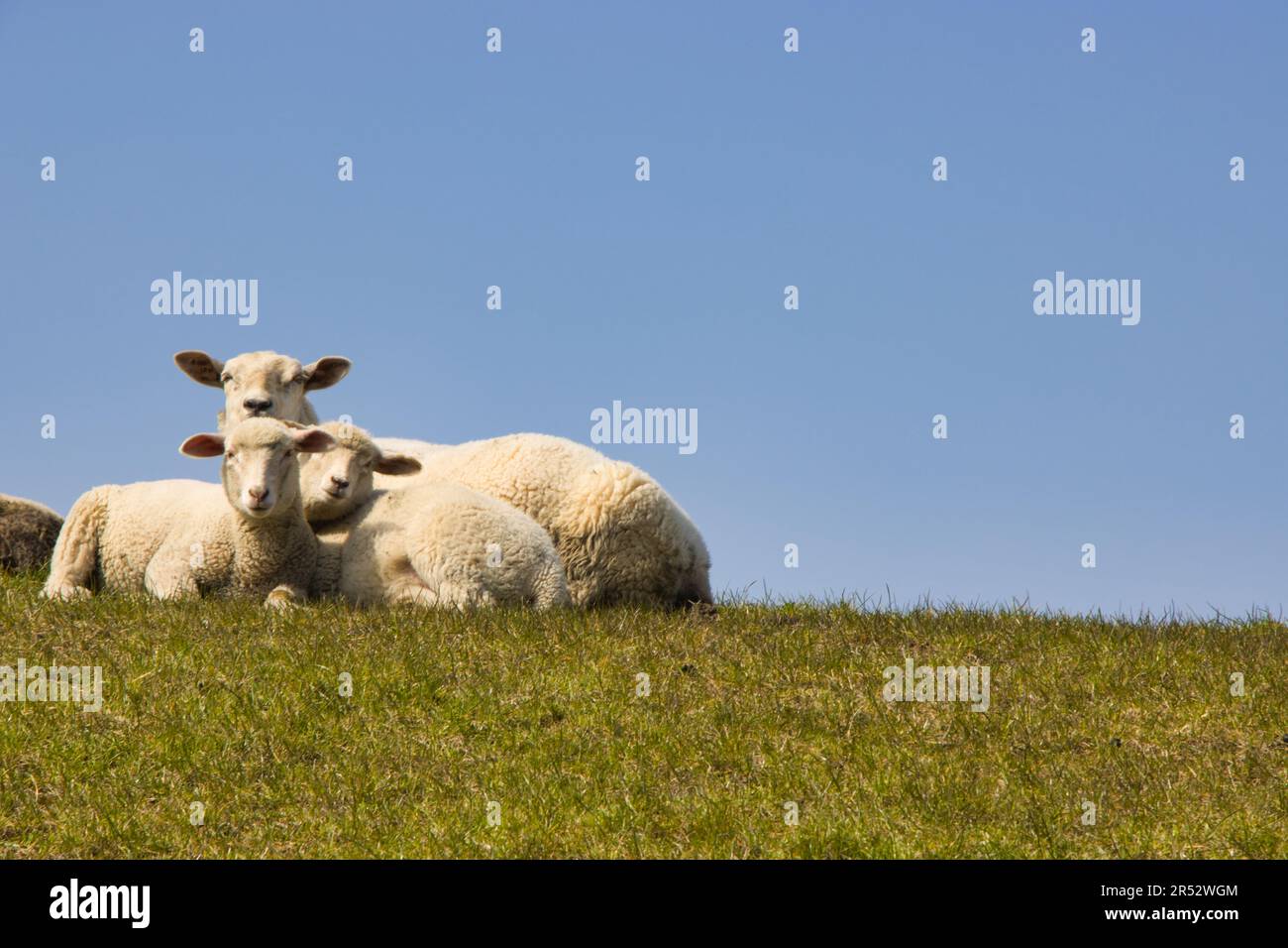 who's coming? Sheep with two lambs on the dike, all the animals look at ...