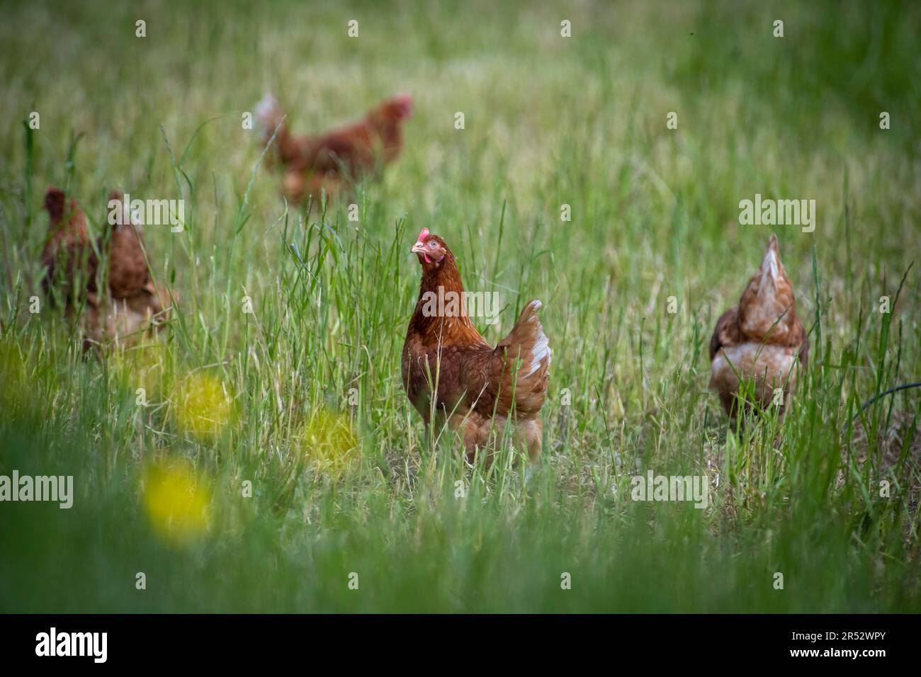 Ducks Hill Farm Is A Free Range Egg Farm In Northwood Near London ducks-hill-farm-is-a-free-range-egg-farm-in-northwood-near-london
