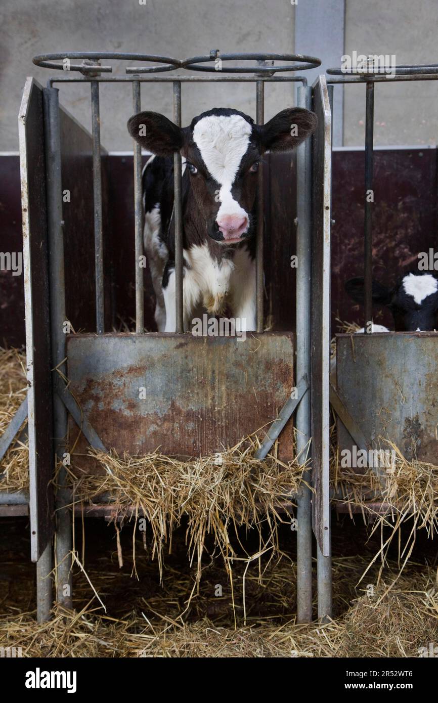 Domestic cattle, calf, beef cattle, beef fattening, calf fattening ...