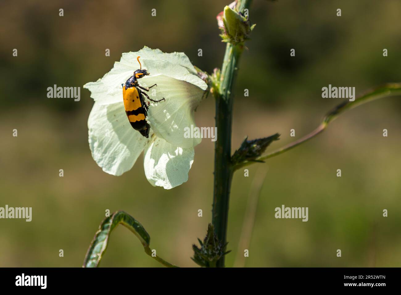 Membrane winged insect hi-res stock photography and images - Alamy