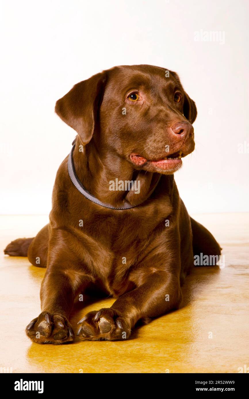 Labrador Retriever, Chocolate Stock Photo - Alamy