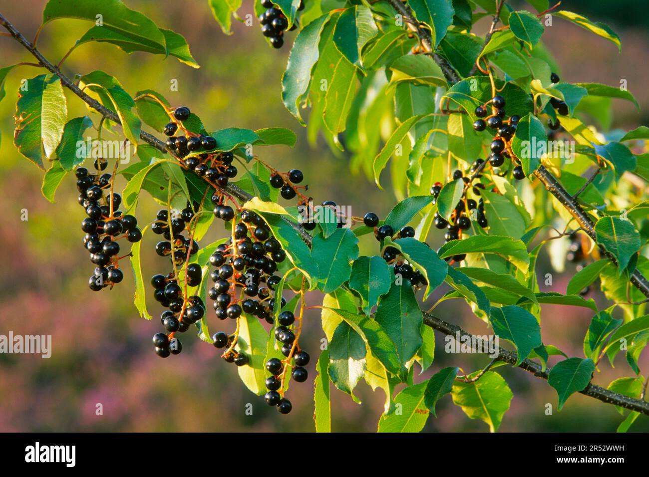 American weeping cherry, late blossoming weeping cherry, late weeping ...