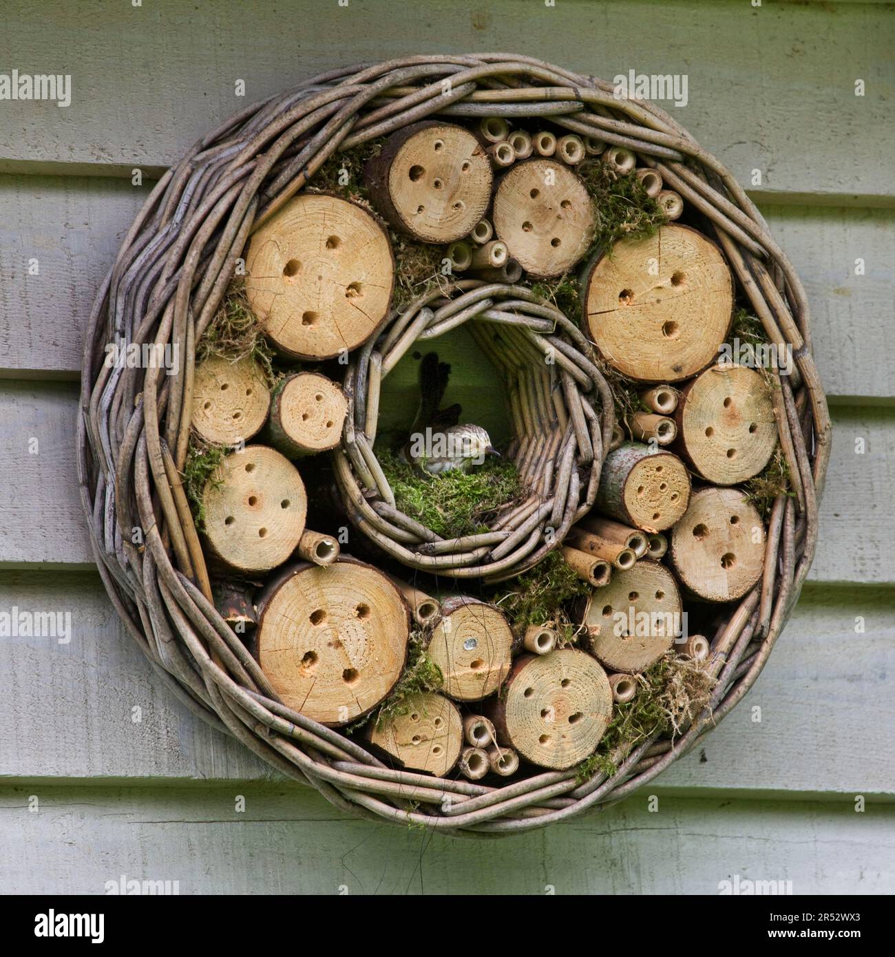 Spotted flycatcher (Muscicapa striata), nesting in insect hotel, nest ...
