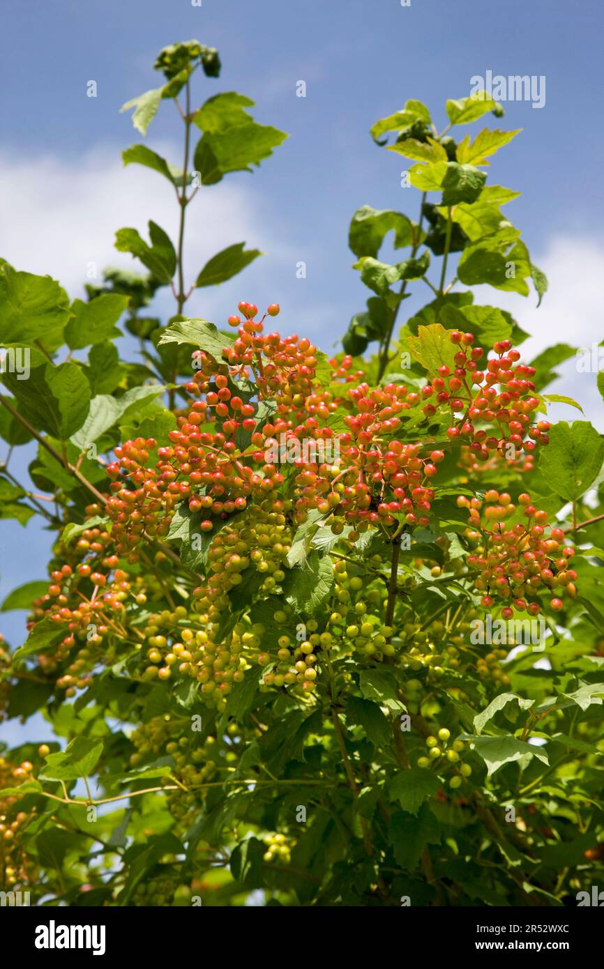 Common snowball (Viburnum opulus Stock Photo - Alamy