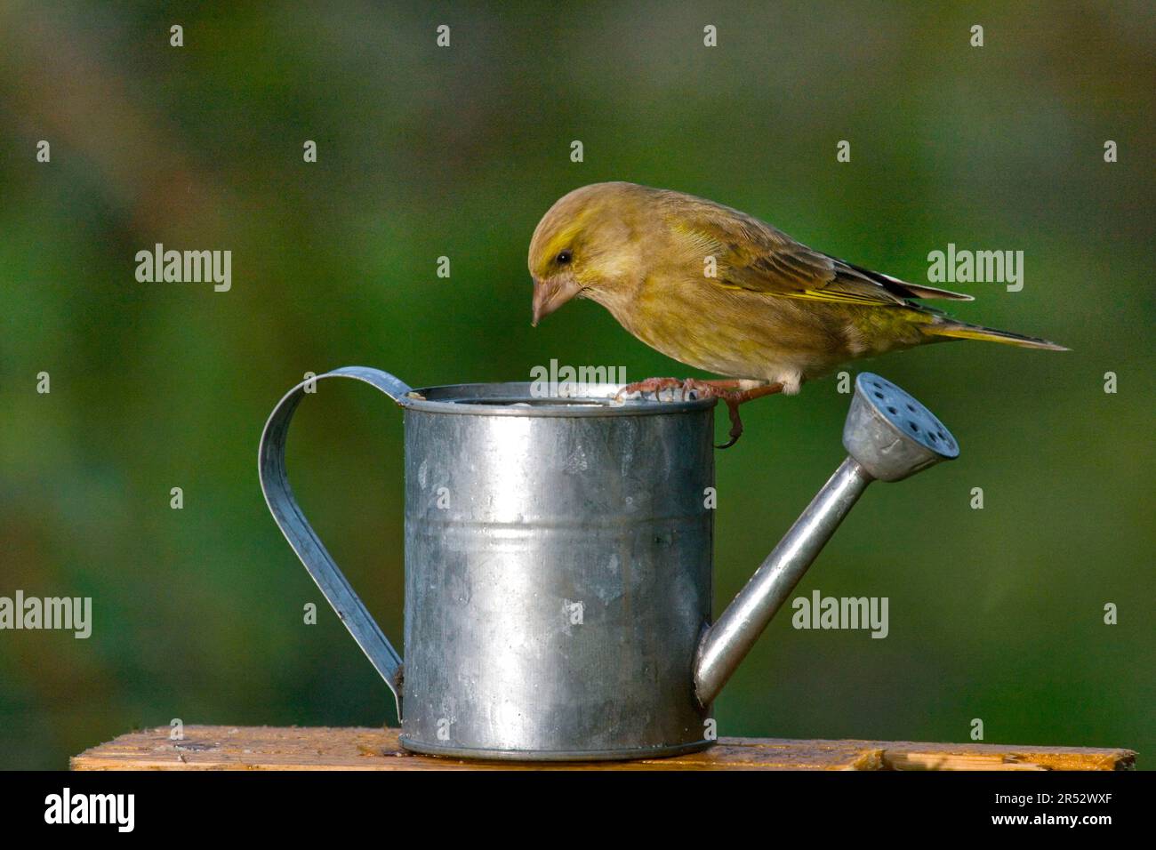 European greenfinch carduelis chloris female hi-res stock photography ...