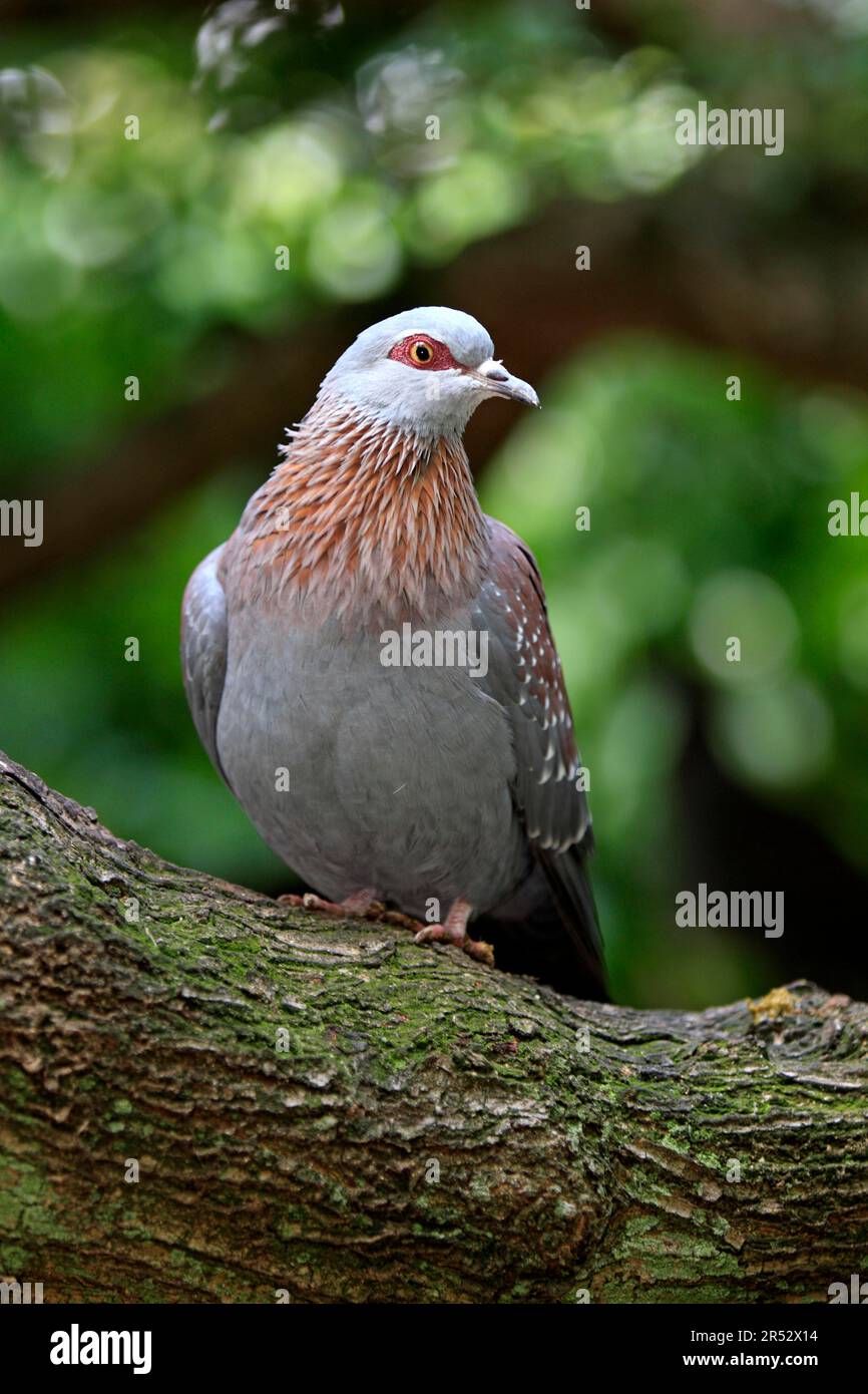 Red-eyed dove (Streptopelia semitorquata), Red-eyed Pigeon, South ...