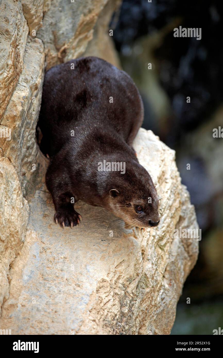 Spotted-necked spotted-necked otter (Lutra maculicollis), South Africa ...