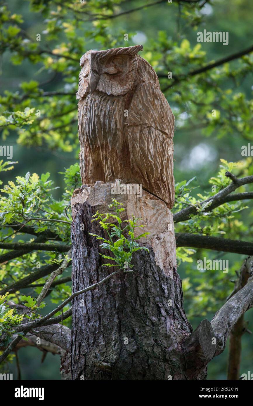 Wood carving from tree stump, owl (Quercus robur Stock Photo - Alamy
