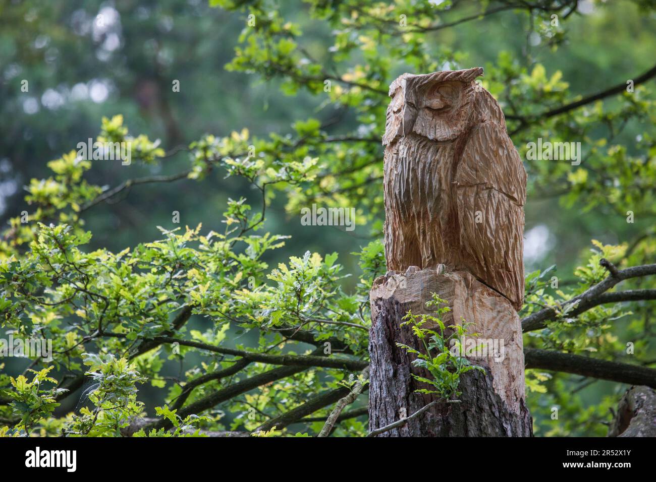 Wood carving from tree stump, owl (Quercus robur Stock Photo - Alamy