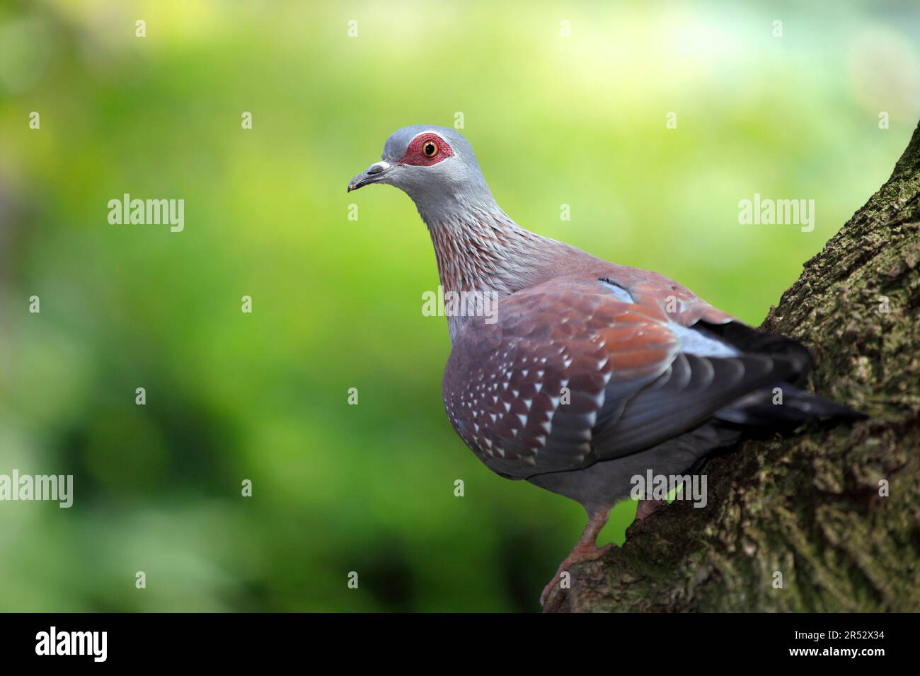 Red-eyed dove (Streptopelia semitorquata), Red-eyed Pigeon, South ...
