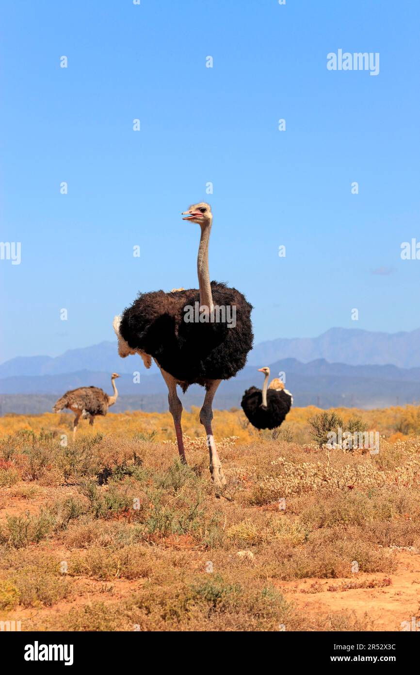 South African ostriches (Struthio camelus australis), male and female ...