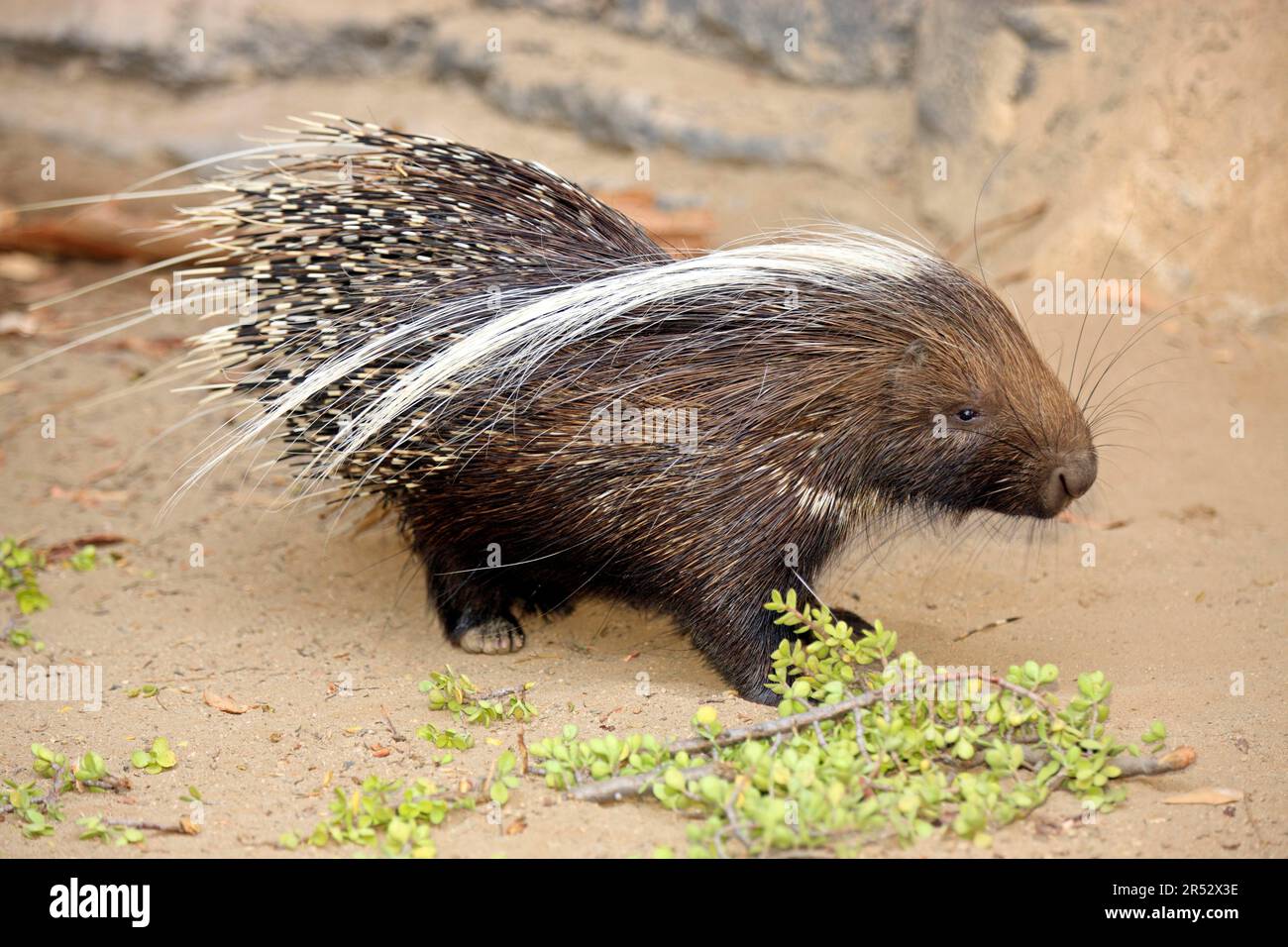 Cape Porcupine (Hystrix africaeaustralis), South Africa Stock Photo - Alamy