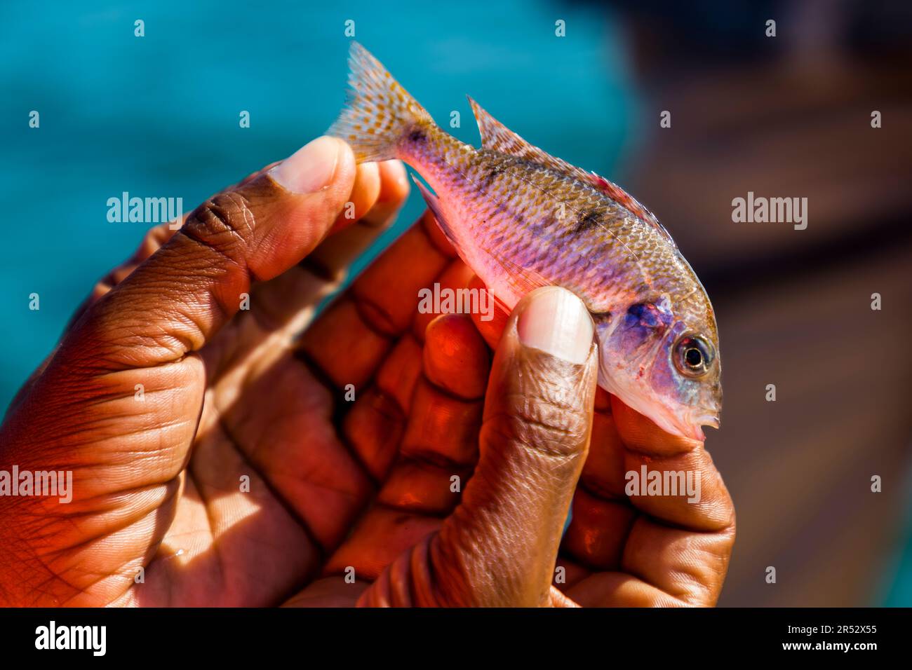 Freshwater fish of the family of cichlids, fished by a fisherman in a ...