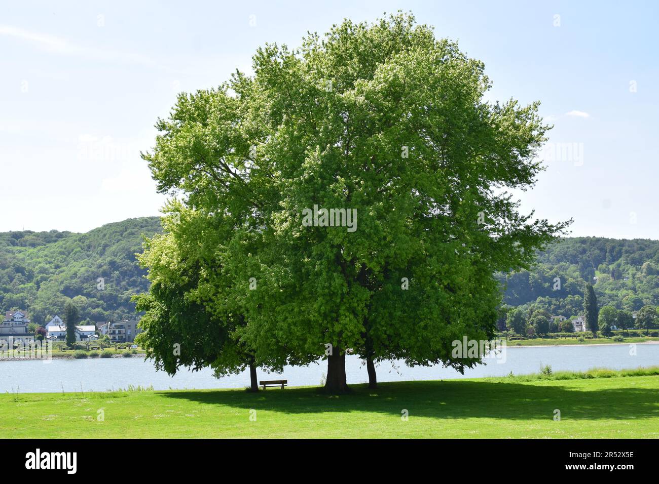 Big Park Tree Stock Photo - Alamy