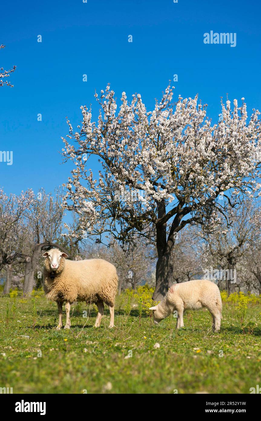 Domestic sheep and almond trees near Alaro, Majorca, Balearic Islands ...