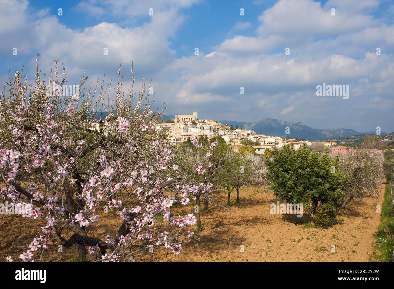 Selva tramuntana majorca balearic hi-res stock photography and images ...