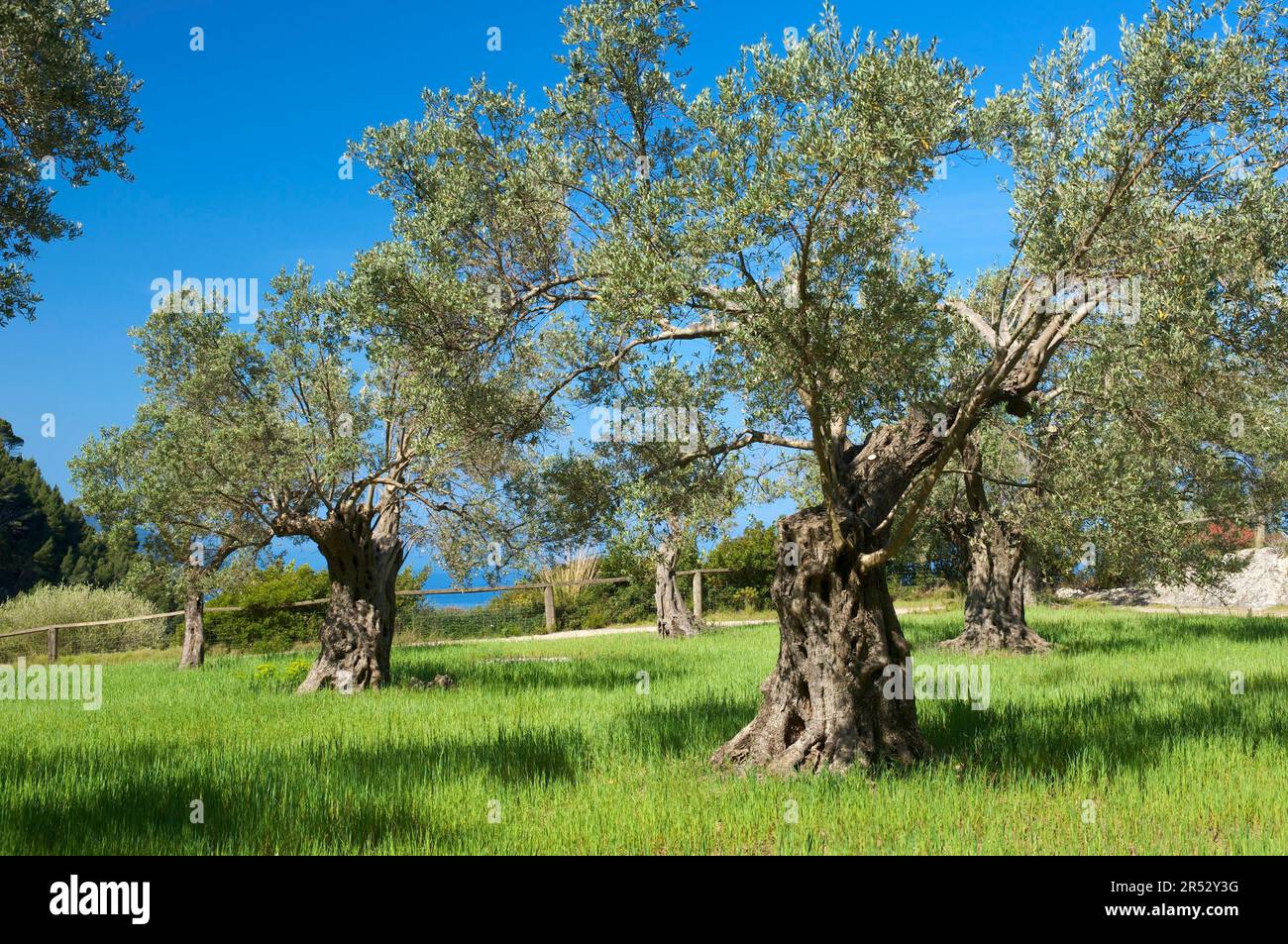 Olive trees, Miramar estate near Valldemossa, Majorca, Balearic Islands, Spain, olive tree ...