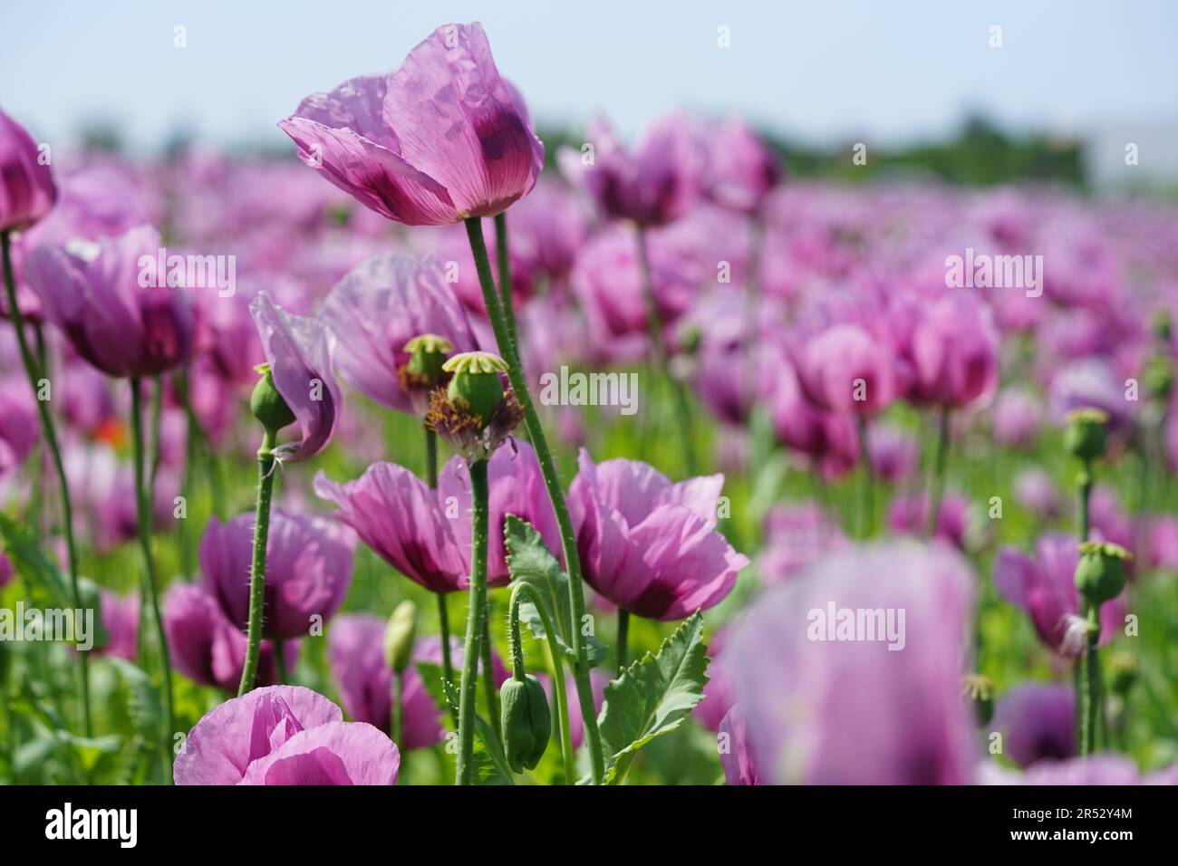 Papaver somniferum is a species of flowering plant in the Papaveraceae ...