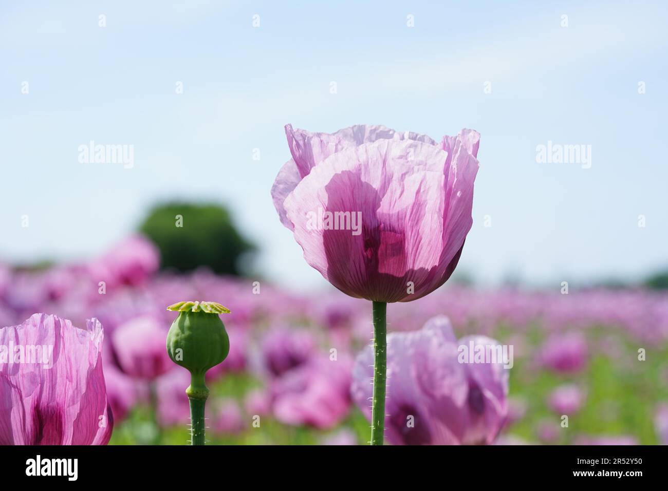 Papaver somniferum is a species of flowering plant in the Papaveraceae ...