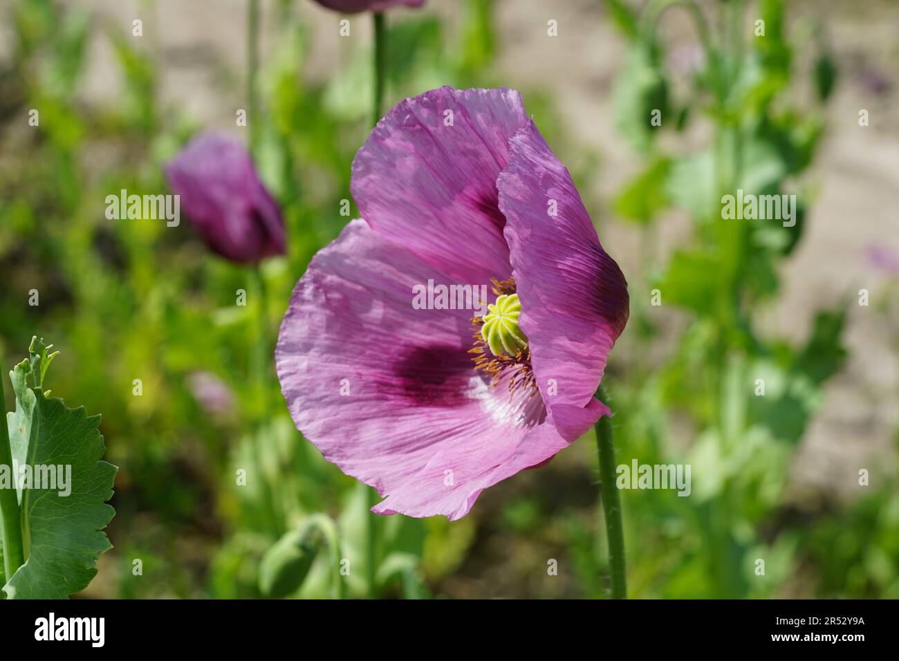 Papaver somniferum is a species of flowering plant in the Papaveraceae ...
