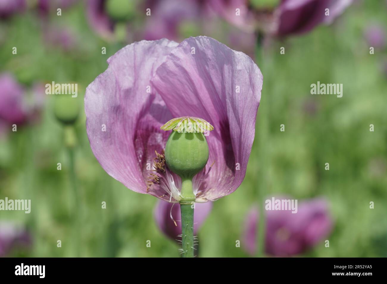 Papaver somniferum is a species of flowering plant in the Papaveraceae ...