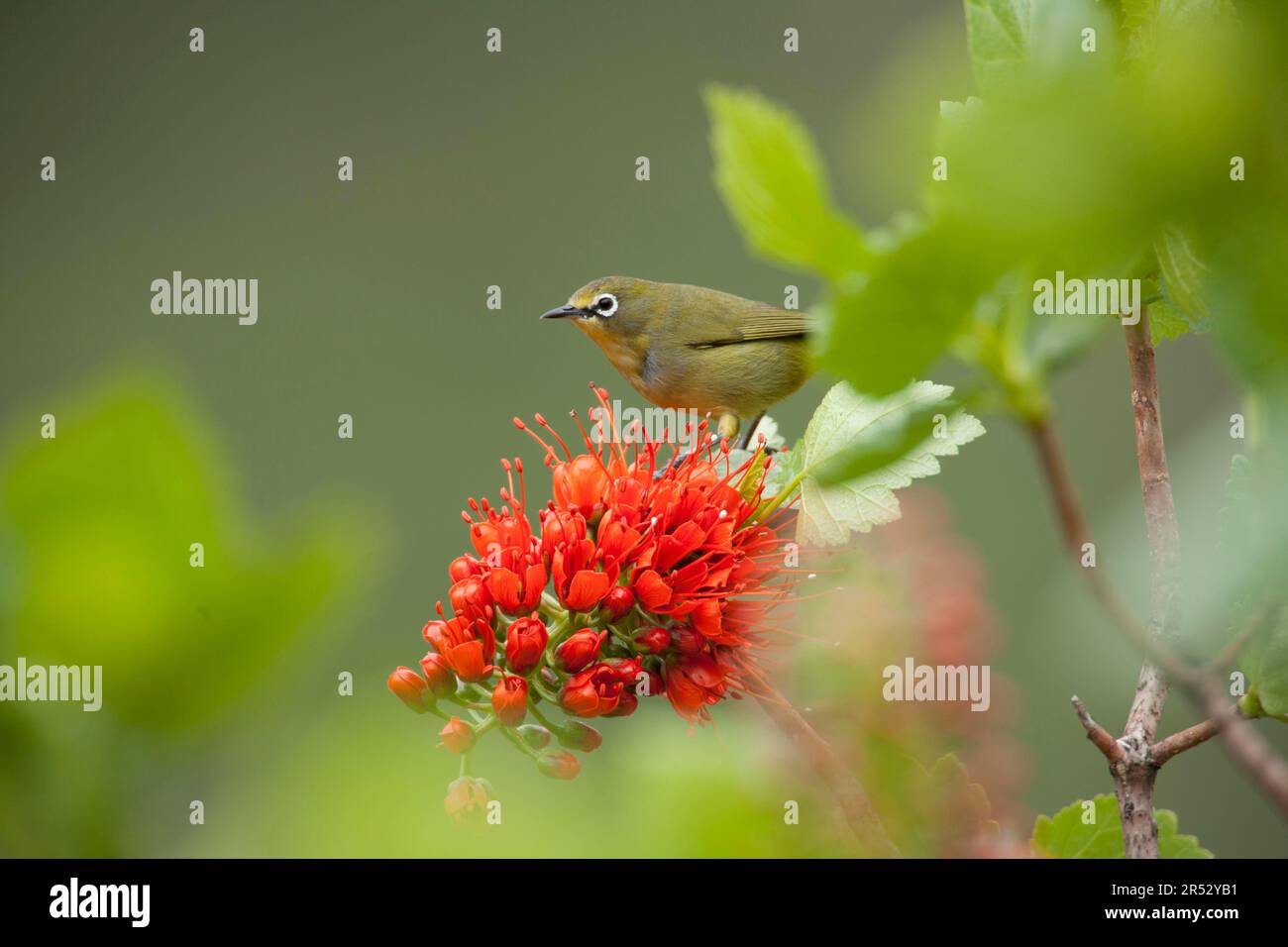 Cape White Eye at Natal Bottlebrush (Greyia sutherlandii), Hidden ...