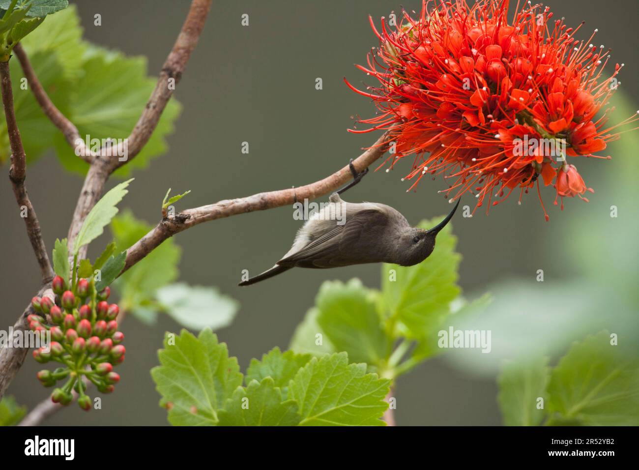 Greater Doublecollared Sunbird, female, at Natal Bottlebrush (Greyia ...