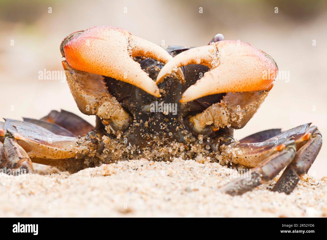 Land Crab, St Lucia, Indian Ocean, South Africa (Neosarmatium africanum ...