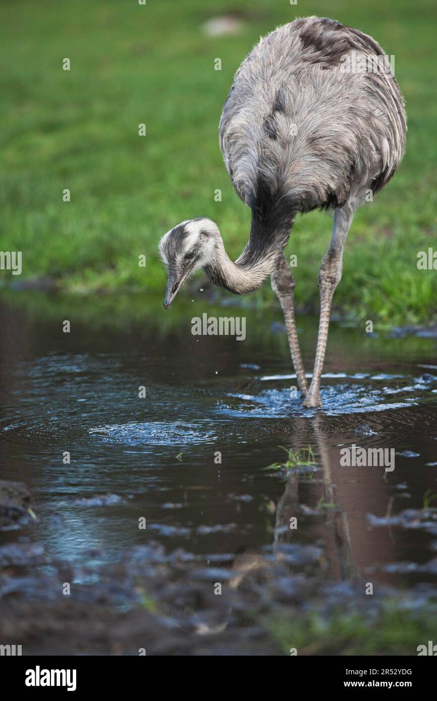 American Rhea (Rhea americana Stock Photo - Alamy