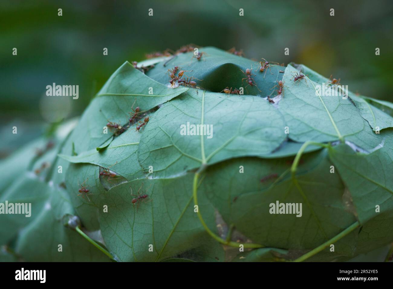 Tailor Ants building nest by binding leaves with silk spun by larvae ...
