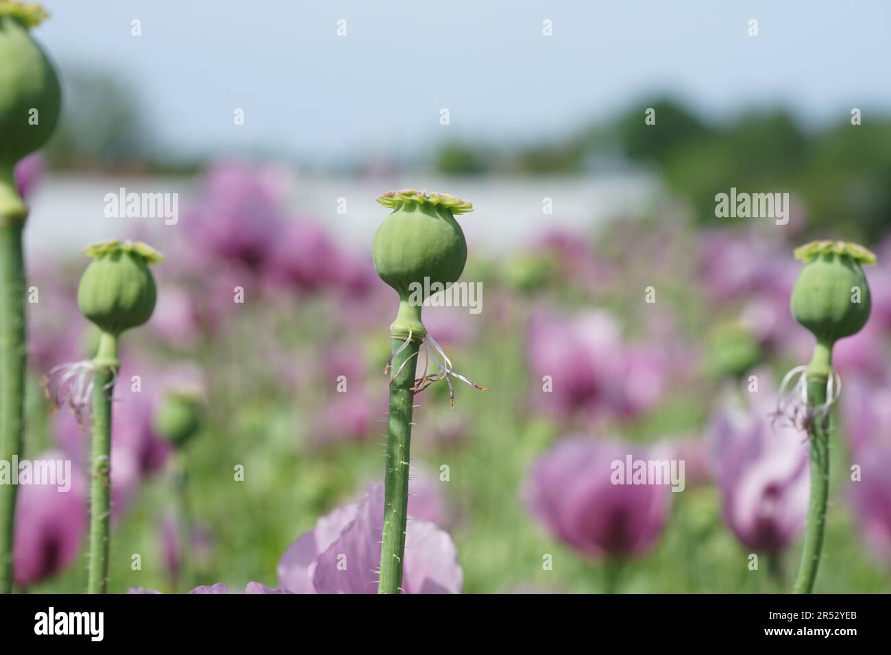 Papaver somniferum is a species of flowering plant in the Papaveraceae ...