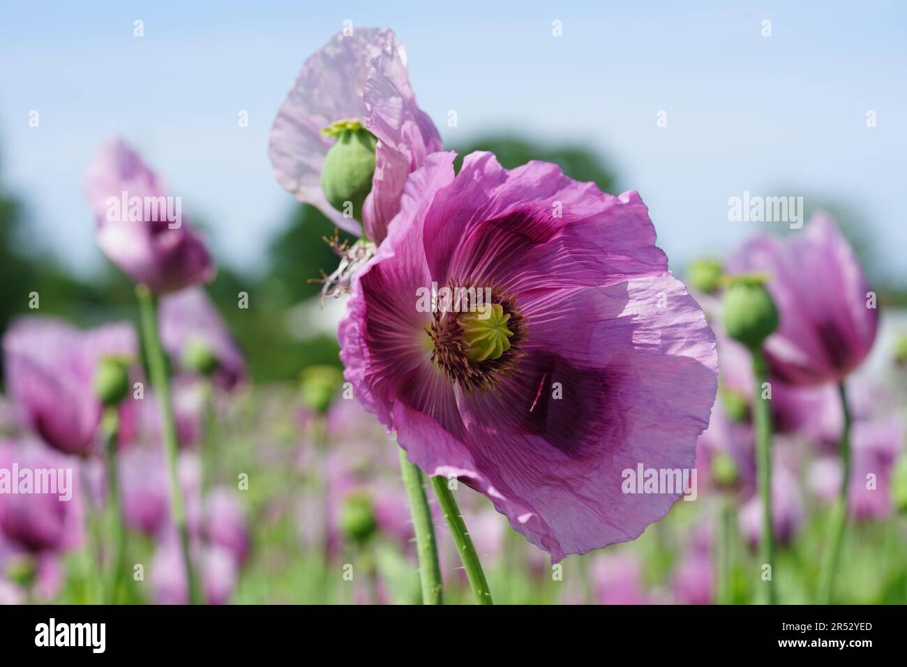 Papaver somniferum is a species of flowering plant in the Papaveraceae ...