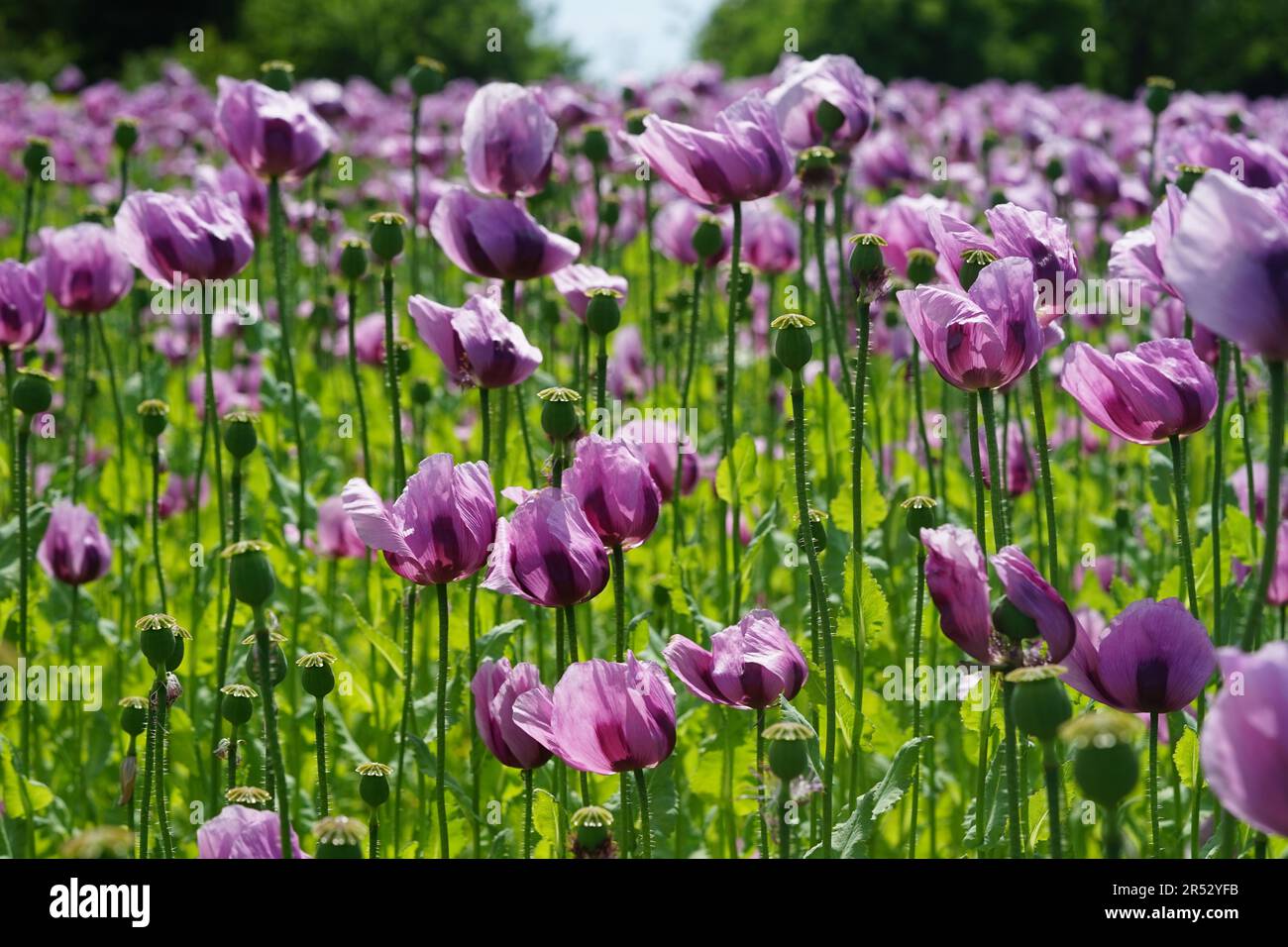 Papaver somniferum is a species of flowering plant in the Papaveraceae ...